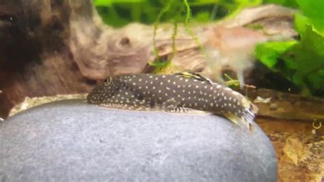 Finally Side View Look At That Pattern Tumbex