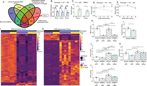 Mbnl1 Regulates Programmed Postnatal Switching Between Regenerative And