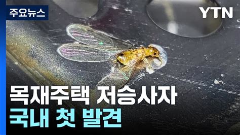 목재주택 저승사자 마른나무흰개미 국내 첫 발견방제 비상 Ytn Youtube
