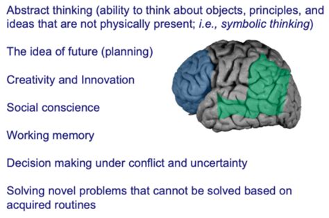 Prefrontal Cortex Executive Function And Some Limbic System Flashcards