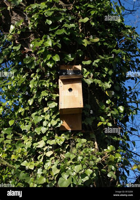 Wooden Nesting Box Essex UK Stock Photo Alamy