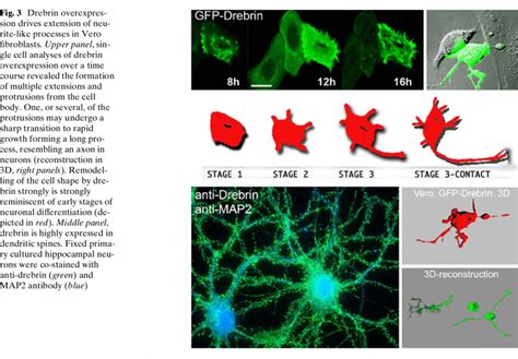 Drebrin Is Present In Podosomal Structures A C Cultured Rat Astrocytes Download Scientific