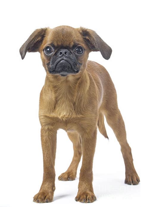 Small Brabant Griffon Photograph By Mary Evans Picture Library Fine Art America