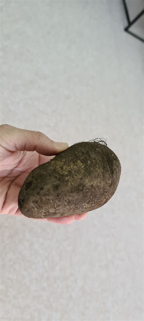Potato Sorter Object Detection Dataset And Pre Trained Model By