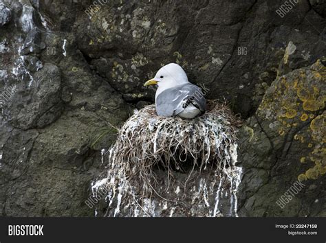 Seagull Nest