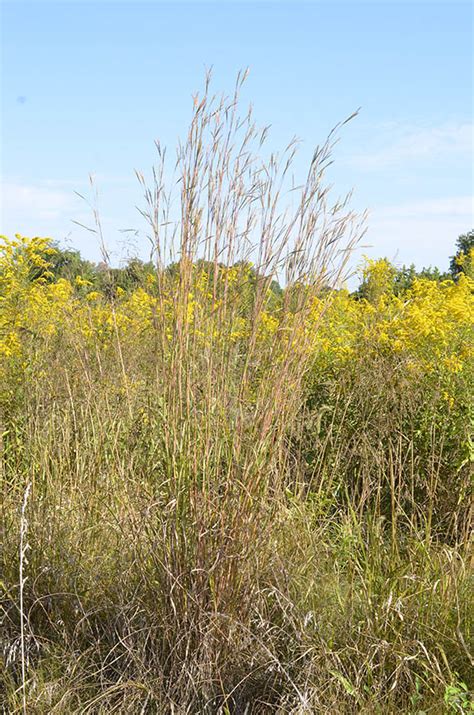 Big Bluestem Illinois Pollinators