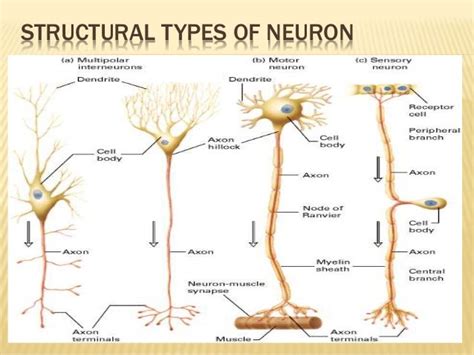Neuron And Its Structural And Functional Type By Murtaza Syed