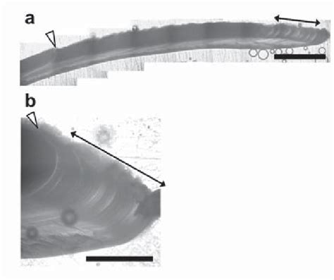Photographs Of The Shell Section Of The Manila Clam After The Download Scientific Diagram