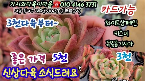 가시와다육이마을 좋은가격으로 신상다육 소식드려요 백야 살롯 화이트삼폐인 독일롱기시마 키스미등 3천다육살롯 백야5천 강추유료광고포함 Youtube