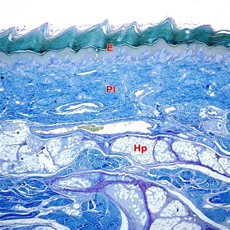 Dermis Conjuntiva Estratos Papilar Y Reticular Cosmetologas
