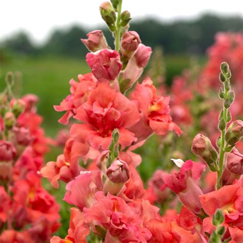 Snapdragon Seeds Madame Butterfly Bronze Cherry Flower Seeds In