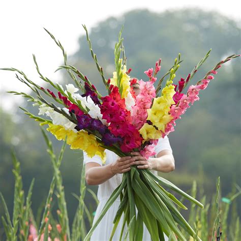 Gladiolus Flower Arrangements