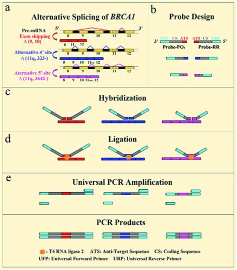 Schematic Diagram Of The Direct Ligation Of Dna Probes At The Exon
