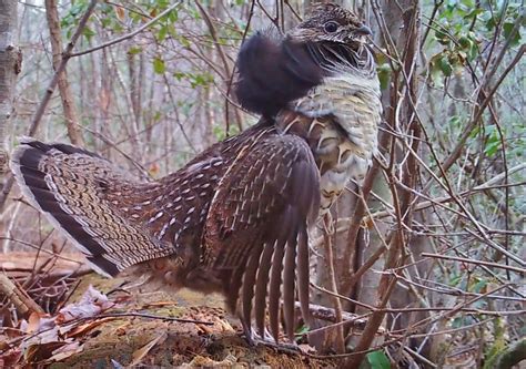 Ruffed Grouse Drumming Video Winterberry Wildlife