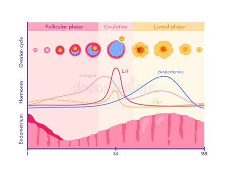 Graphique Des Phases Du Cycle Hormonal Féminin Illustration