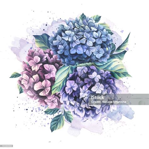 수국 꽃은 라일락 핑크 블루이며 흰색 바탕에 잎이 있으며 수채화 물감과 페인트가 튀어 나옵니다 일러스트 디자인을위한 웨딩 플라워 컬렉션의 구성 그리기에 대한 스톡 벡터 아트