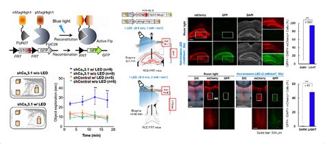 Noninvasive Optical Activation Of Flp Recombinase For Genetic Manipulation In Deep Mouse Brain