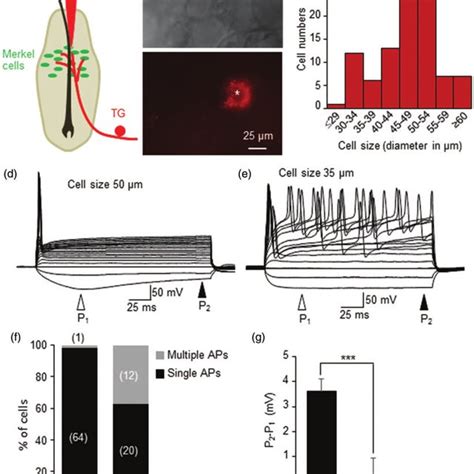 Basic Membrane Properties Of Rat Whisker Afferent Neurons Download Table