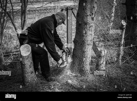 A Man Cuts A Tree By The Trunk With A Chainsaw Stock Photo Alamy