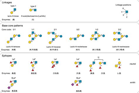 人乳寡糖组的计算机分析揭示了其生物合成的关键酶 Scientific Reports X MOL