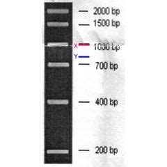 Project Sex Typing With Amelogenin London Hackspace Wiki