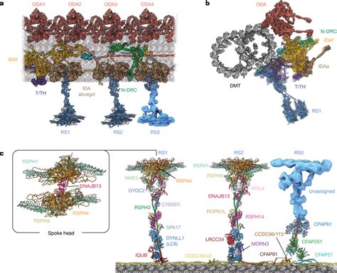 Atomic Model Of The 96 Nm Repeat Of A Human Axoneme A Longitudinal Download Scientific Diagram