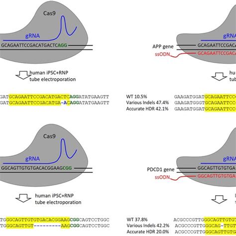 Tube Electroporation Achieves High Accurate Hdr Rate In Human Ipsc A