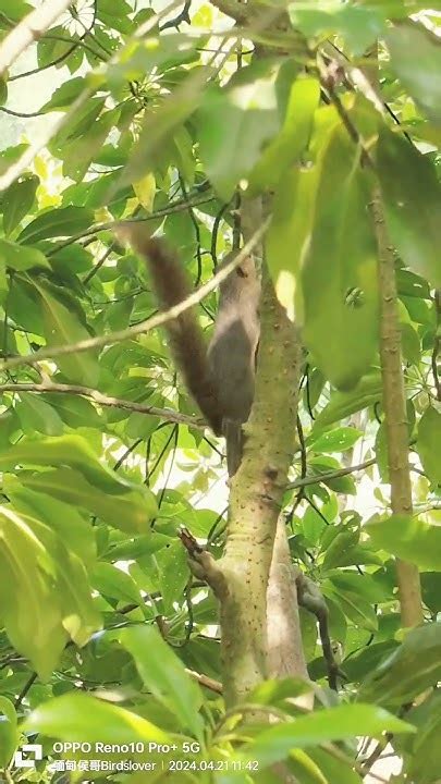 当松鼠碰上蟒蛇python Pythonstatus Squirrel Wildlife Shortsfeed