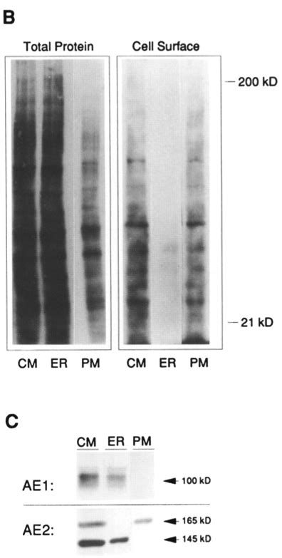Characterization Of Subcellular Fractions Isolated By Con A Affinity Download Scientific