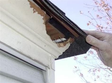 Squirrel Risks And Squirrel Damage Pestcontrolajaxca