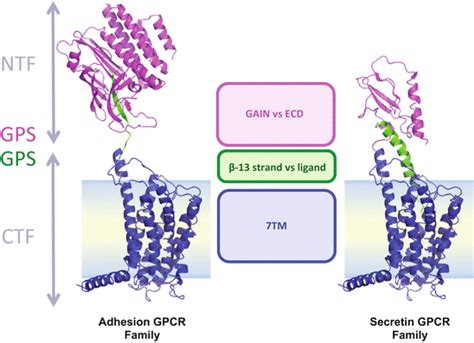 7tm Domain Structure Of Adhesion Gpcrs Springerlink