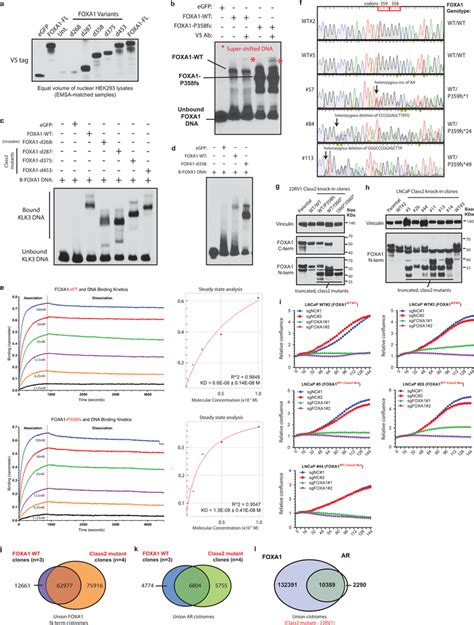 Distinct Structural Classes Of Activating Foxa1 Alterations In Advanced Prostate Cancer Pmc