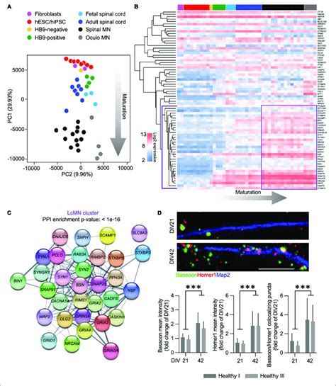Expression Of Synaptic Transcripts Shapes Differentiation And