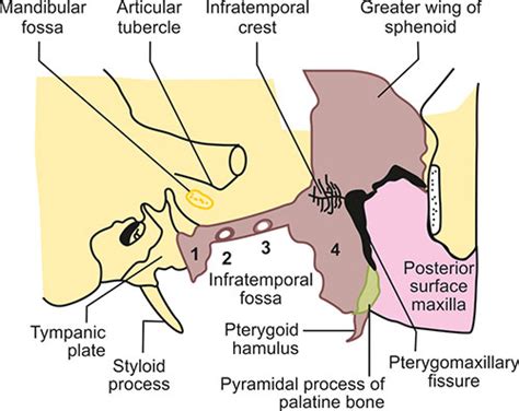 Ppt Identify The Boundaries Of The Infratemporal Fossa