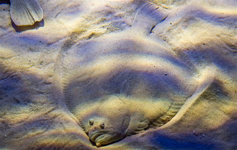 Researchers Raise Concerns About Extinctions After Warmer Ocean