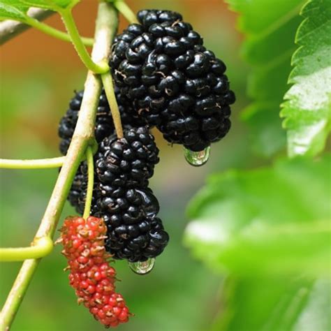 Buy Our Red Mulberry Morus Rubra Eureka Farms