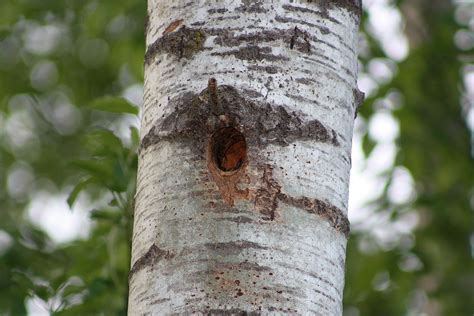 babywood | Maine Crime Writers