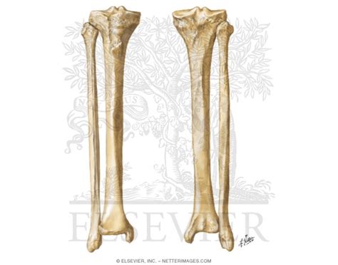 Tibia And Fibia Quiz