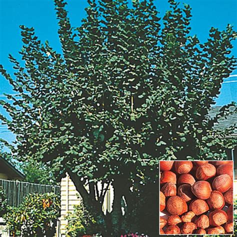American Hazelnut Tree Gurneys Seed And Nursery Co