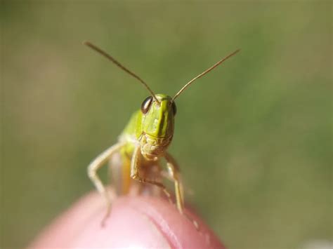 This Is What A Grasshopper Looks Like Under A Microscope — Oleg Prokopenko This Is What A Grasshopper Looks Like Under A Microscope — Oleg Prokopenko