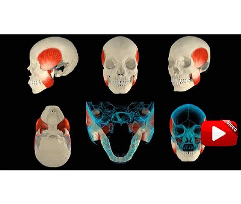 Muscles Of Mastication In 3d Origin Insertion And Functions Odontovida