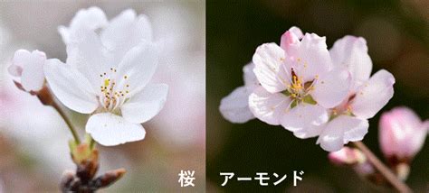 バラ科の語呂合わせ＠理科植物と中学受験暗記 ｜ せんてる 先照らす情報で暮らしを豊かに