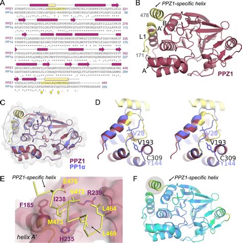 The Ppz1 Specific C Terminal Helix A Sequence Alignment Of Cappz1 Download Scientific