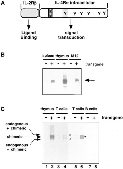Targeted Expression Of The Chimeric Il 2rβil 4rα Transgene To