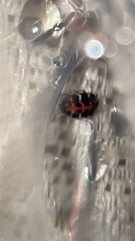 Help My Id This R Bugidentification