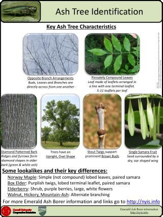 PPT Ash Tree Identification PowerPoint Presentation Free Download ID 2375565