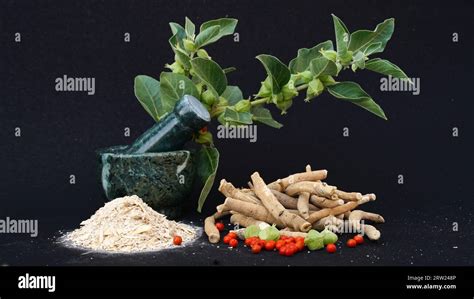 Withania Somnifera Plant Commonly Known As Ashwagandha Winter Cherry