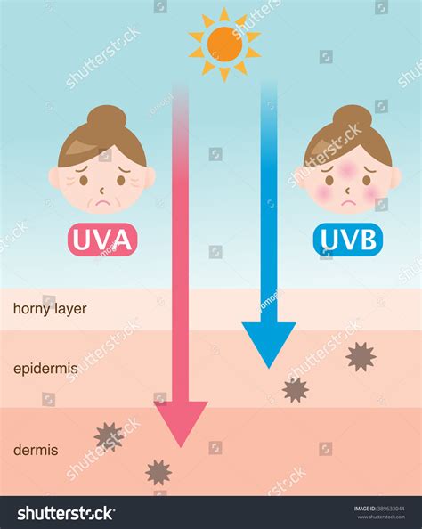 Infographic Skin Illustration Difference Between Uva Stock Vector Royalty Free