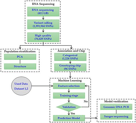Overview Of The SNP Analysis Pipeline For P Grandiflorus Flower Color Download Scientific