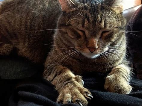 ПОЧЕМУ КОШКА МНЕТ ЛАПКАМИ ЧЕЛОВЕКА Существует несколько различных версий объясняющих это